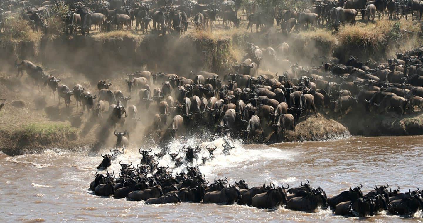 Serengeti National Park | Tanzania Wildlife Safaris Tours |Tanzania