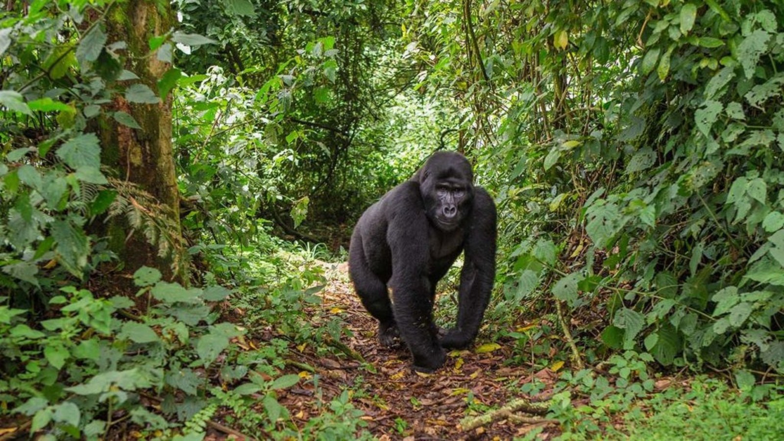 How Long Does Gorilla Trekking Take in Bwindi, Volcanoes?