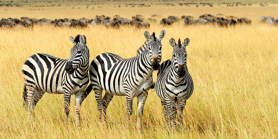 21 Must See African Safari Animals You Must See On Safari
