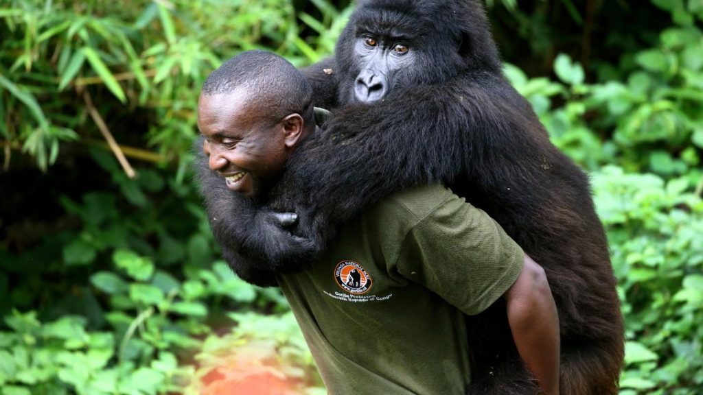 Virunga National Park | Congo Gorilla Trekking | Gorilla Safari Discovery