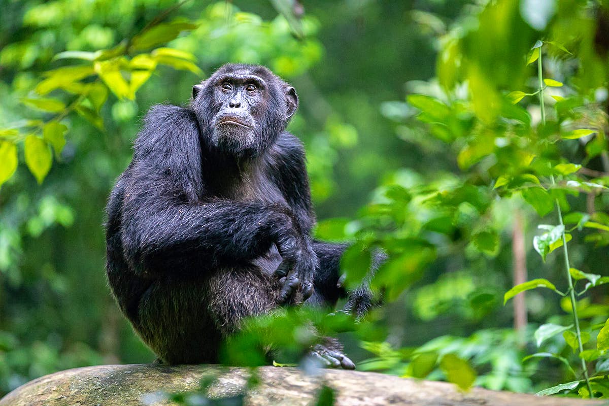 Chimpanzee Trekking in Kibale National Park | Activities, fees
