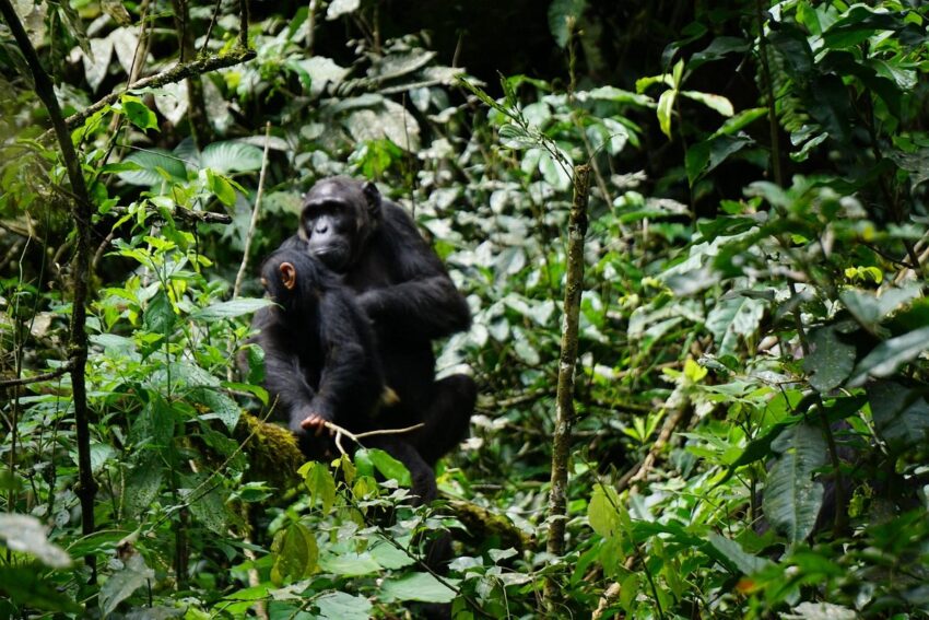 Chimpanzee Trekking in Kibale National Park | Kibale Park Activities, fees Chimpanzee Trekking in Kibale National Park | Kibale Park Activities, fees