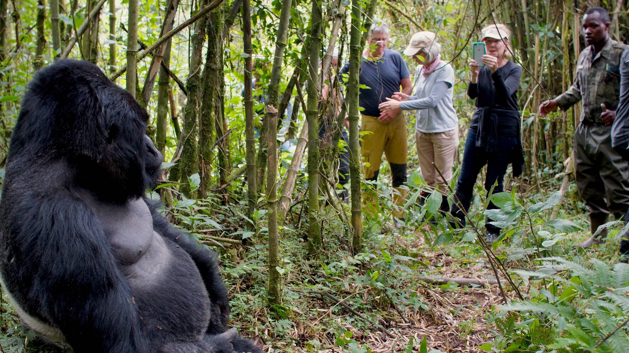Mid-luxury Double Gorilla Trekking Tour Uganda & Rwanda-7 Days